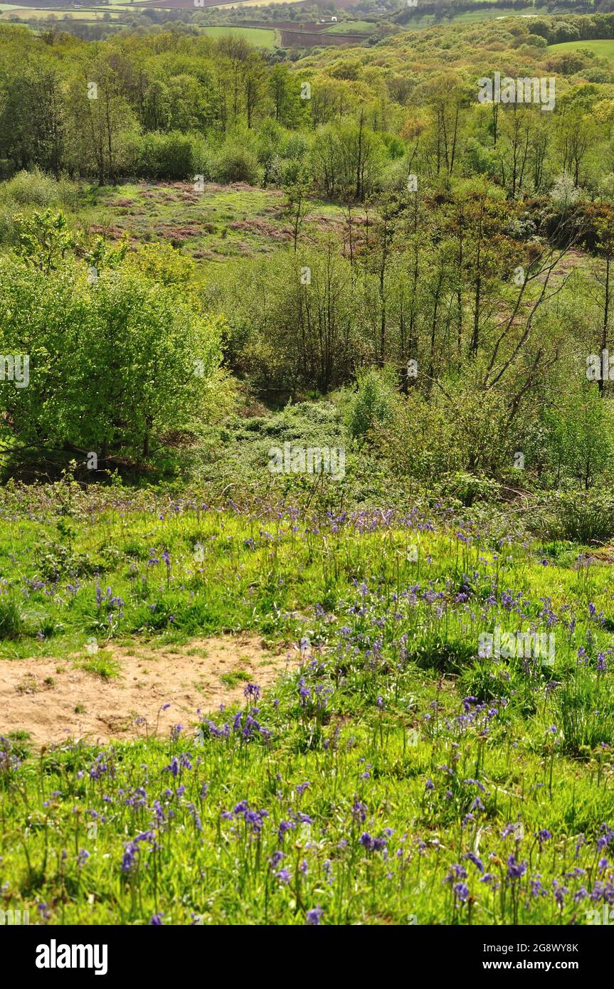 Powerstock Common, Dorset Wildlife Trust nature reserve. UK Stock Photo ...
