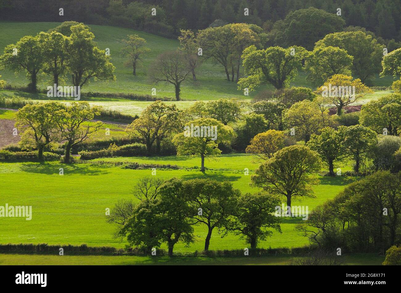 Oak trees on hedges, West Dorset, UK Stock Photo - Alamy