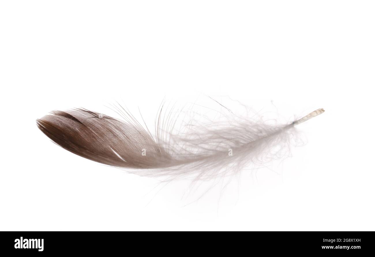 Single fluffy feather isolated on white Stock Photo - Alamy