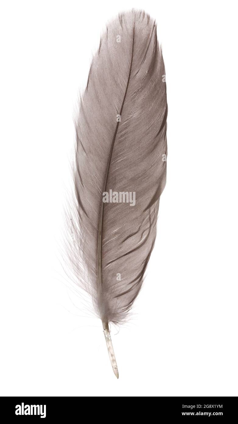 Single fluffy feather isolated on white Stock Photo - Alamy