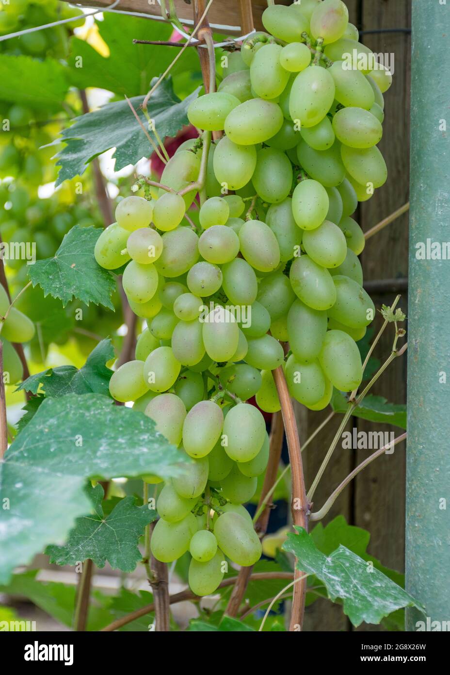 picture with a bunch of grapes in a greenhouse, grape growing in a ...