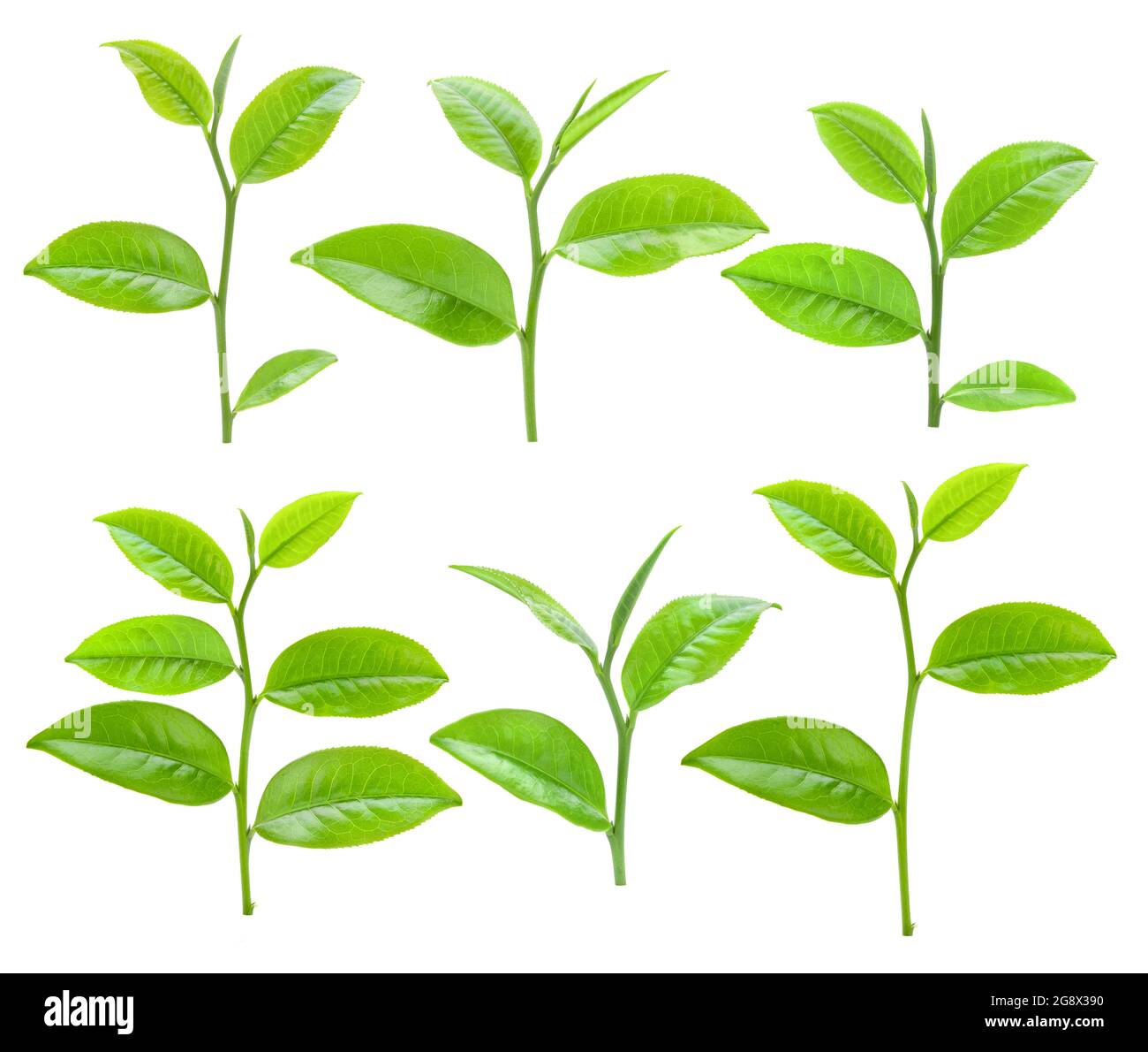 Young tea leaves isolated on white background Stock Photo - Alamy