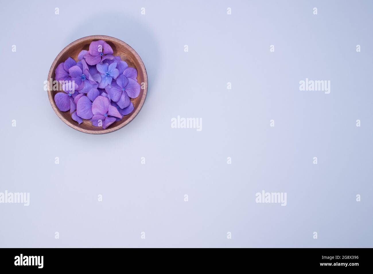 Plate of fresh hydrangea flowers isolated on a white background with ...