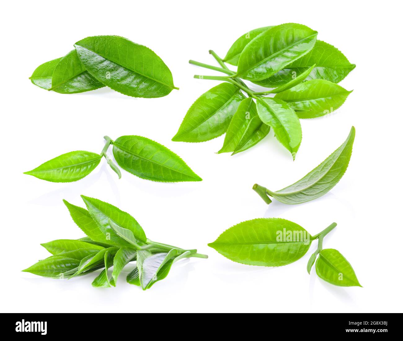 set of young tea leaves isolated on white background Stock Photo - Alamy