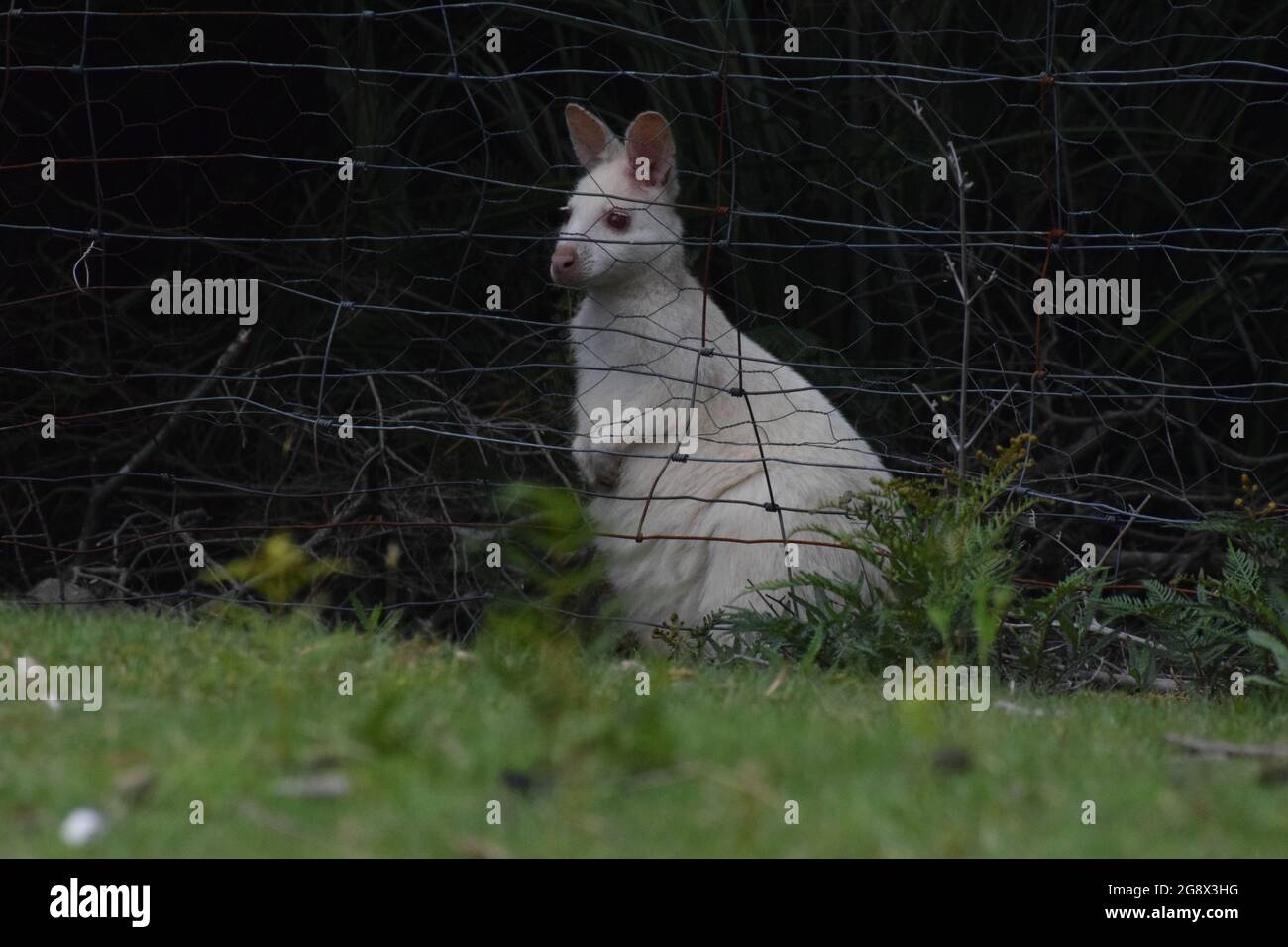 Genetic disorder animal hi-res stock photography and images - Alamy