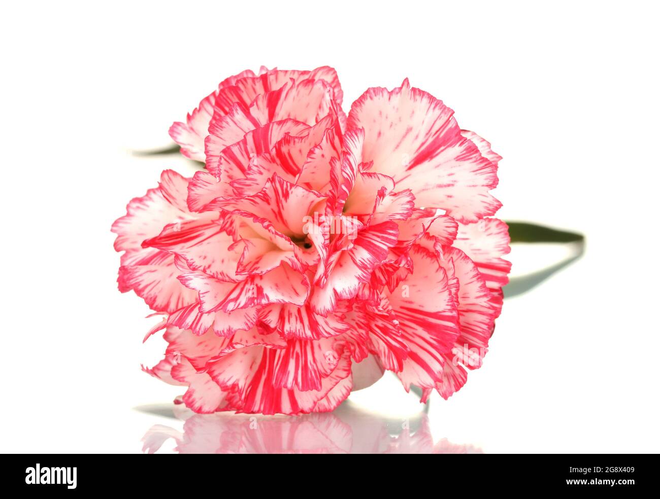 Beautiful carnation isolated on white Stock Photo - Alamy