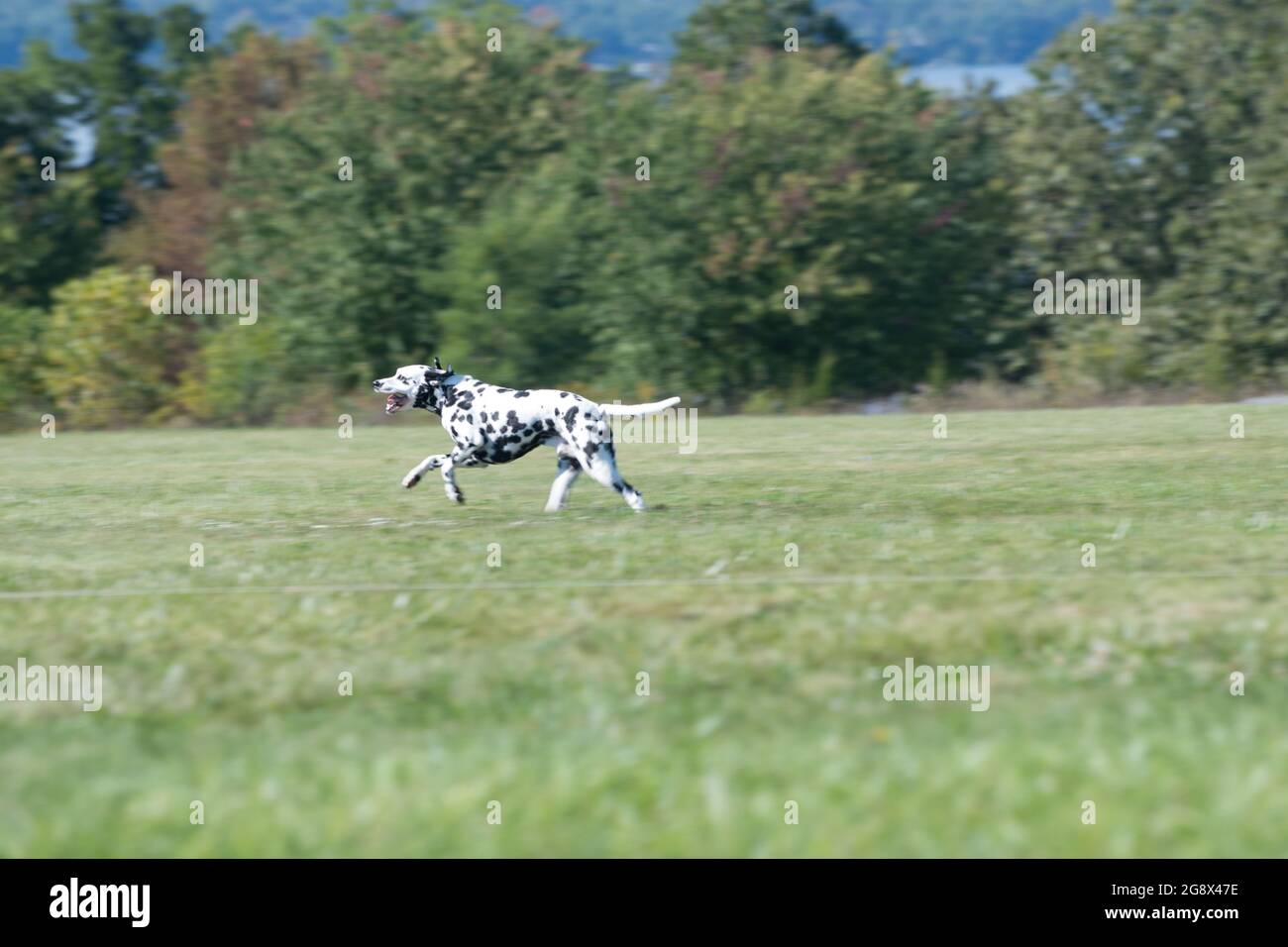Dalmatian movement hi-res stock photography and images - Alamy