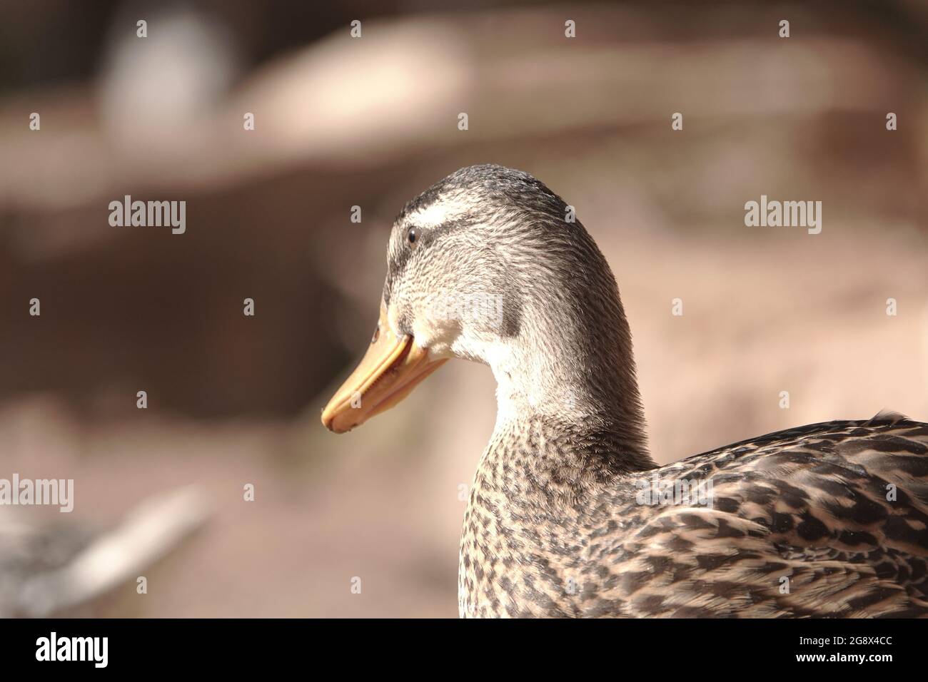 Closeup of a duck with brown spots. Shallow focus Stock Photo - Alamy