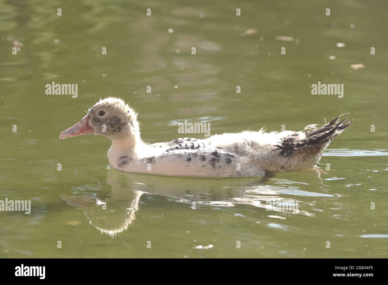 Albino duck hi-res stock photography and images - Alamy