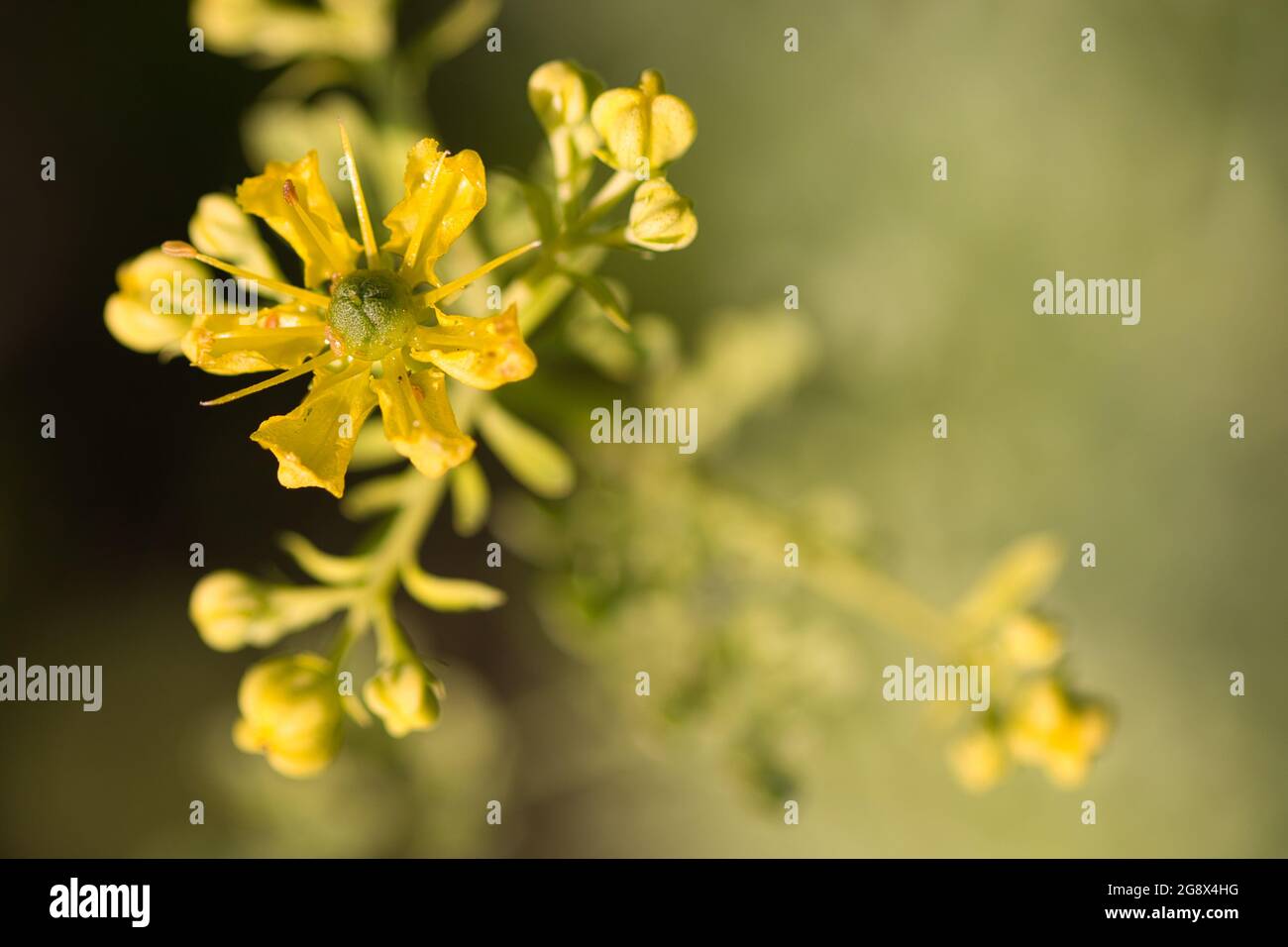 Yellow flowers of rue hi-res stock photography and images - Alamy
