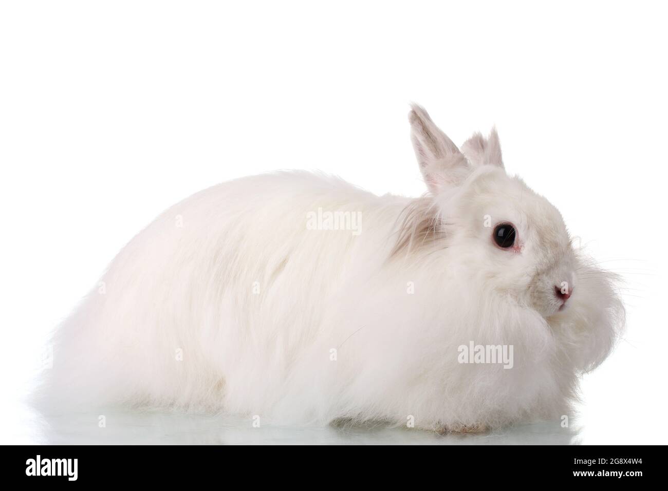 Fluffy white rabbit isolated on white Stock Photo - Alamy