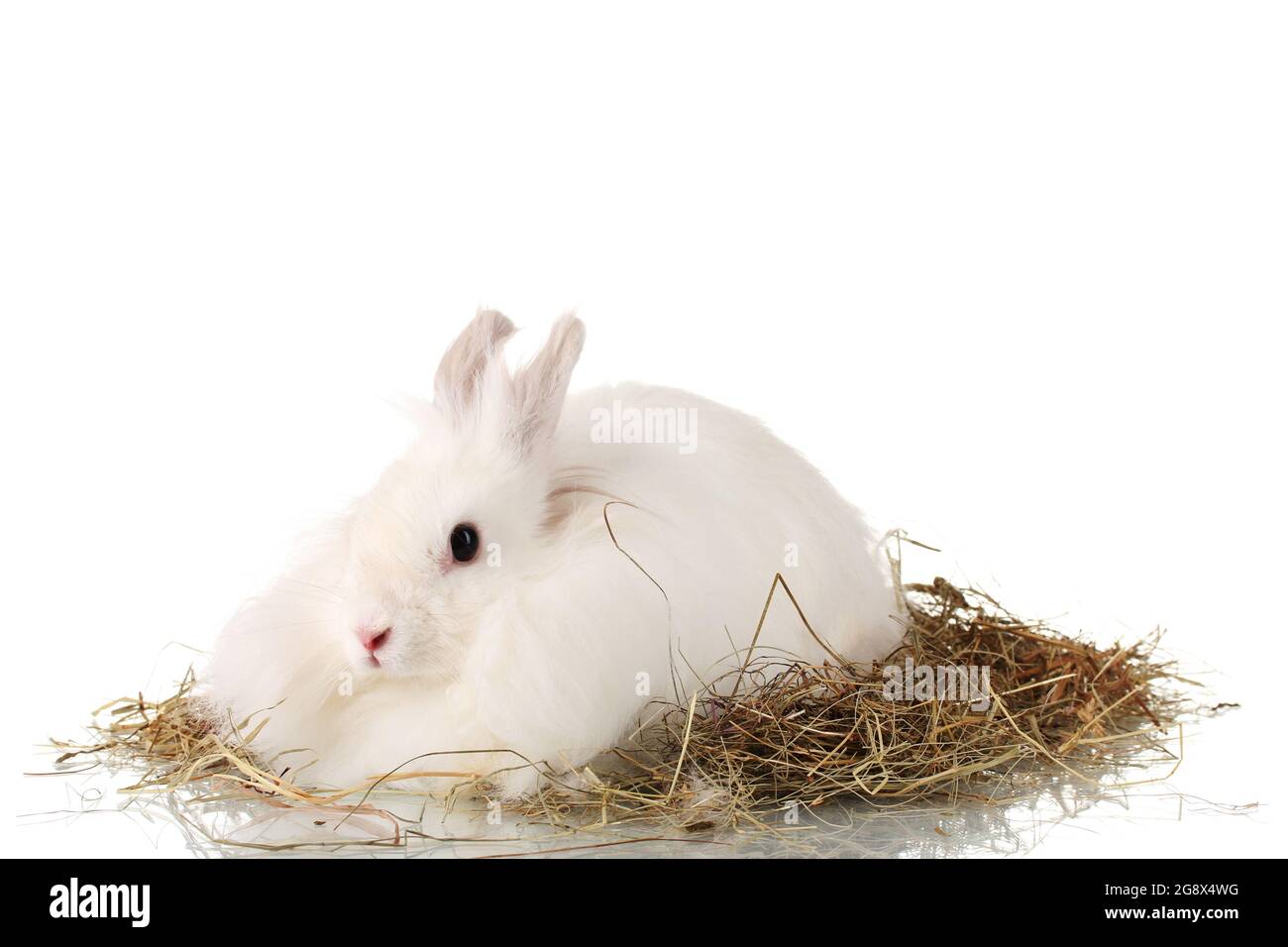 Fluffy white rabbit in a haystack isolated on white Stock Photo - Alamy