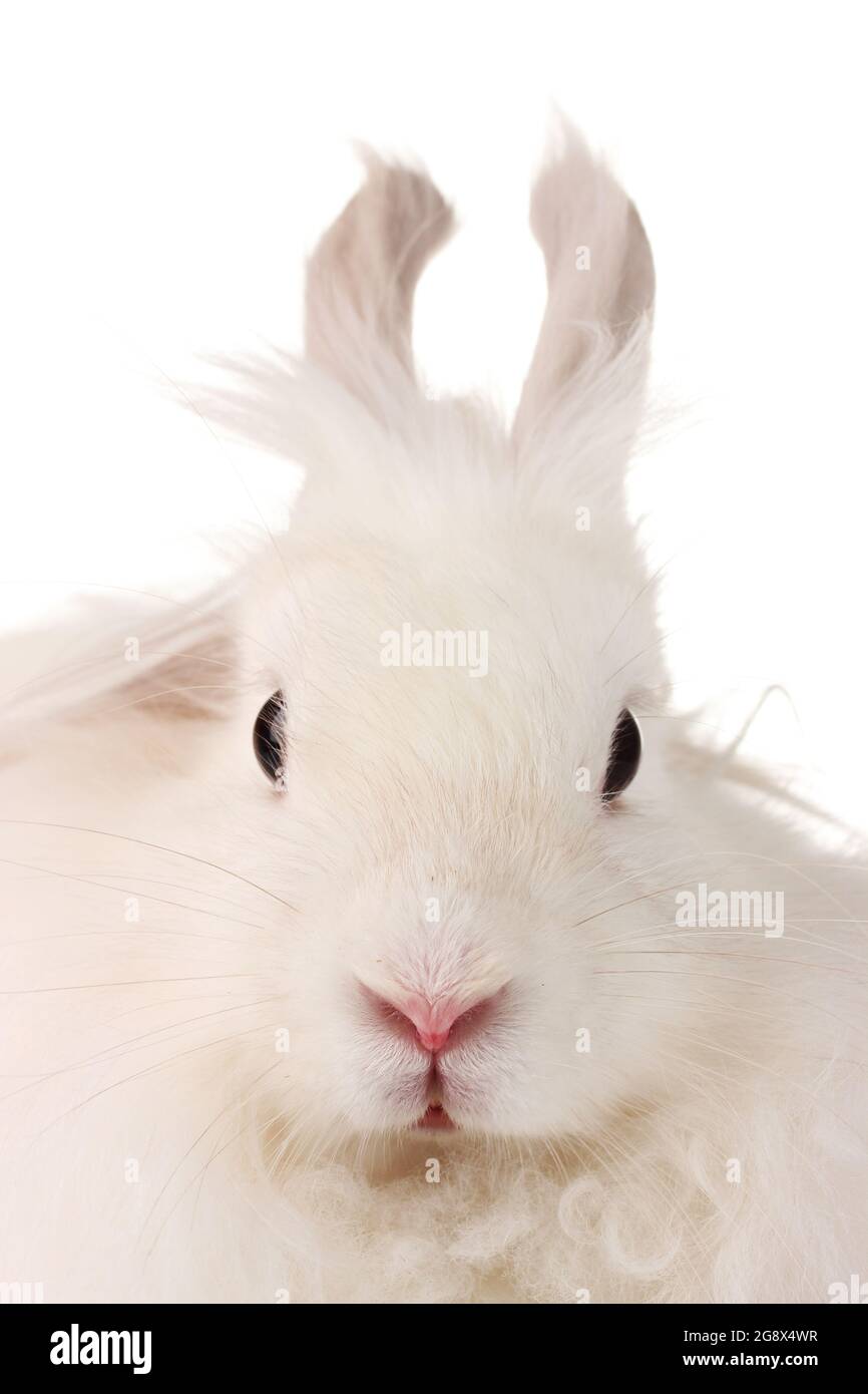 Fluffy white rabbit isolated on white Stock Photo - Alamy