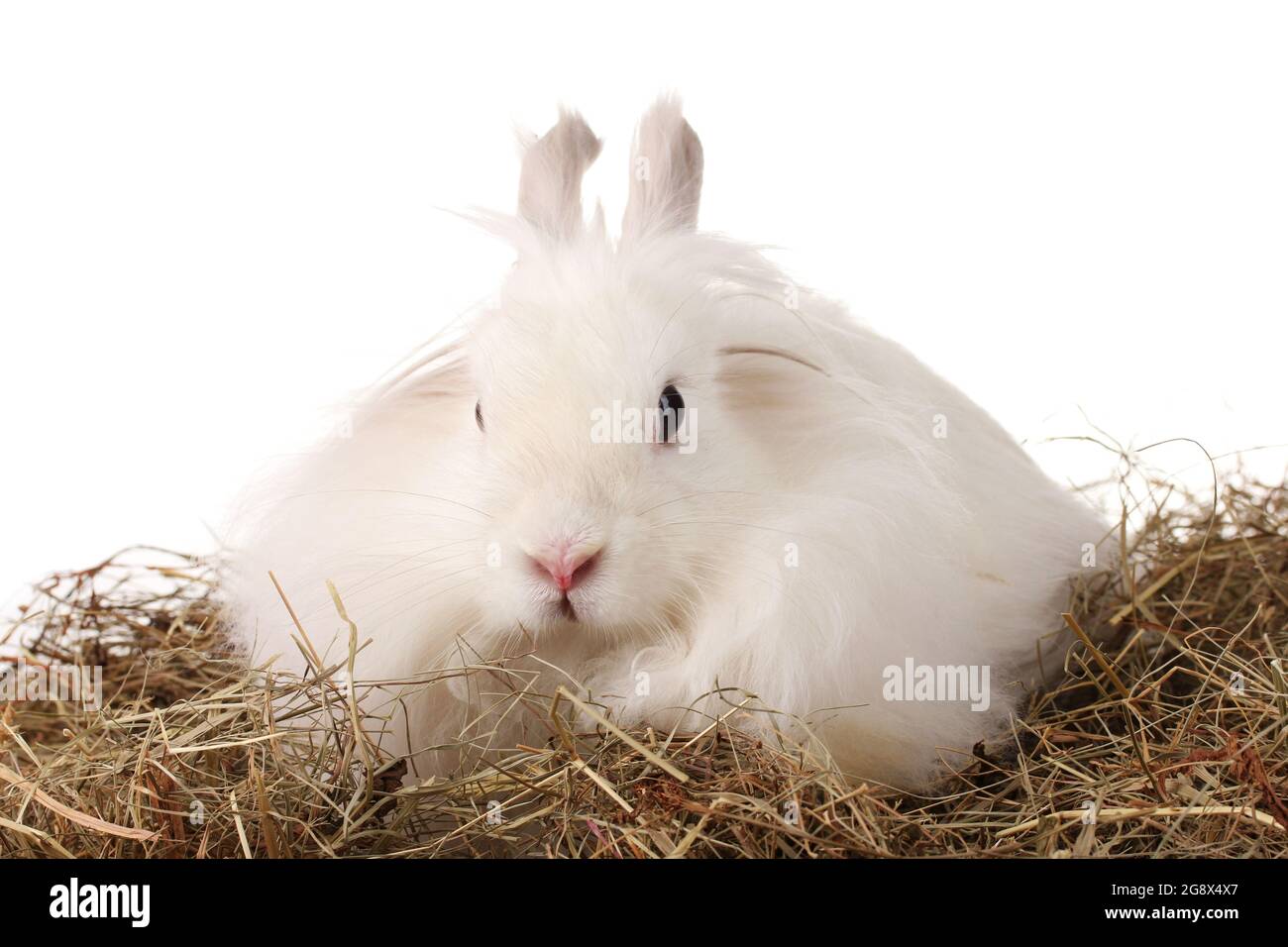 Fluffy white rabbit in a haystack isolated on white Stock Photo - Alamy