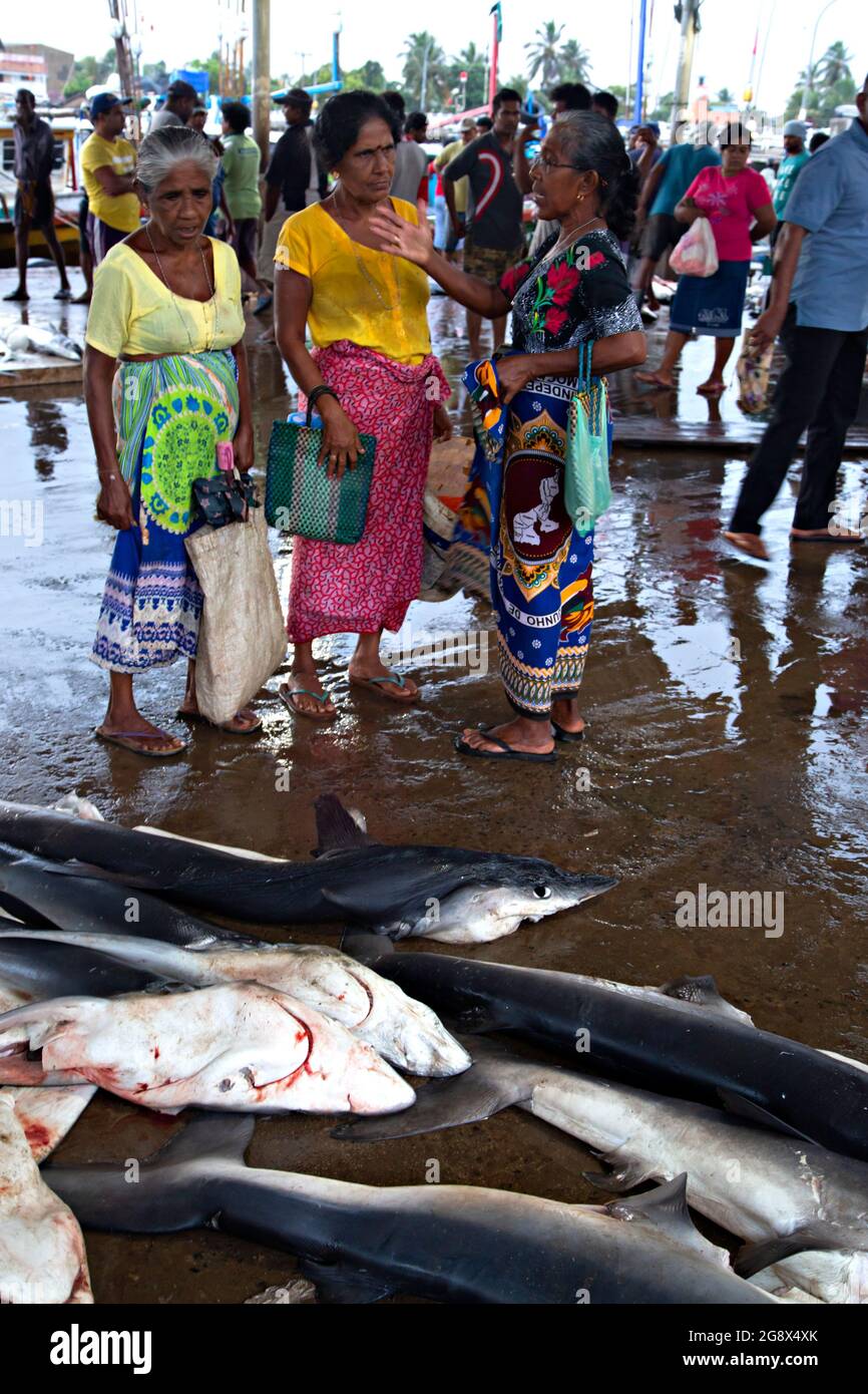 Negombo fish market early in the morning, in Negombo, Sri Lanka Stock ...