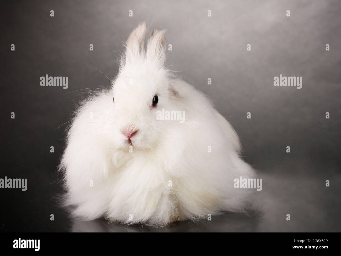 Fluffy white rabbit on grey background Stock Photo - Alamy