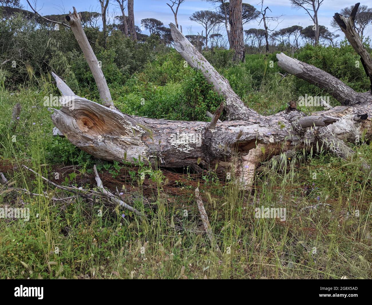 Old fallen tree in the forest Stock Photo - Alamy