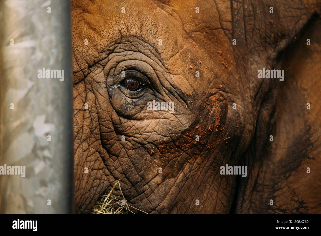 Elephant in jail hi-res stock photography and images - Alamy