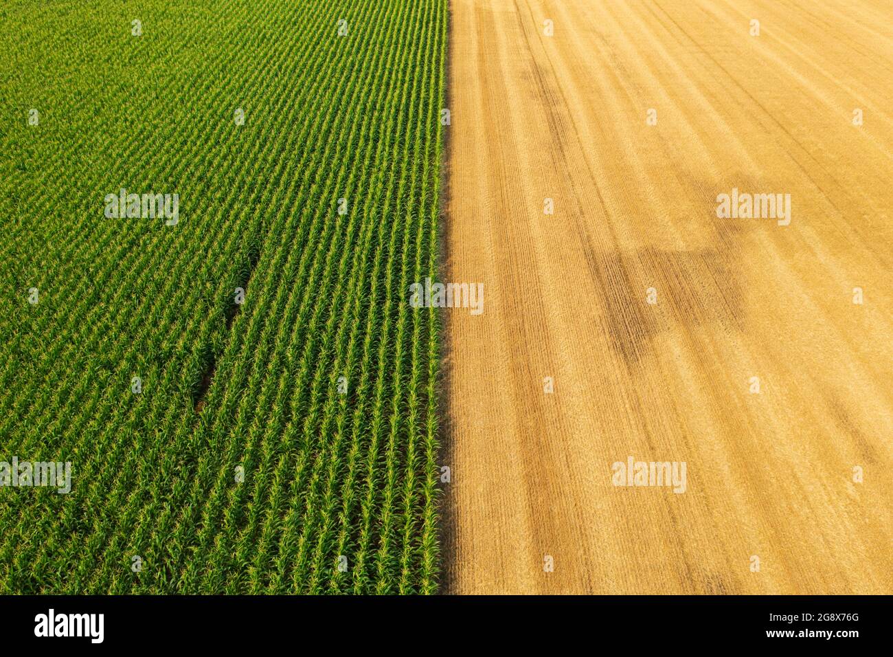 Aerial view of rows of corn near harvested wheat field. Farm landscape ...