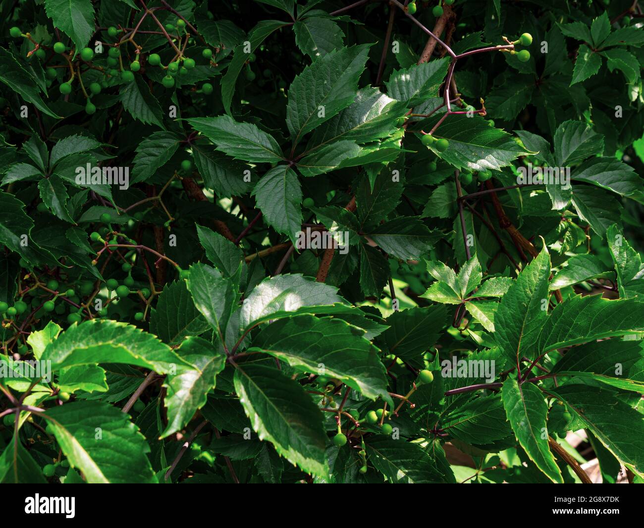 Natural green wild grapes wall background. Creative floral foliage ...