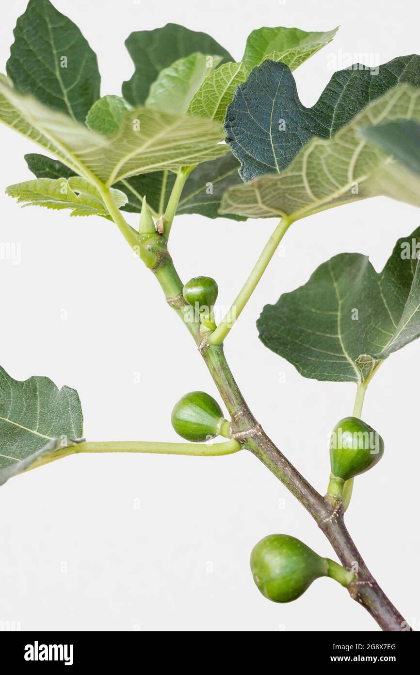 close up of small fig fruits growing on Ficus carica tree branch Stock ...