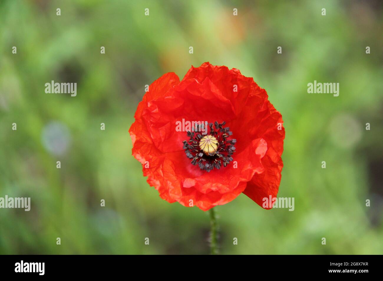 The Beautiful Flower Head of a Red Poppy Plant Stock Photo - Alamy