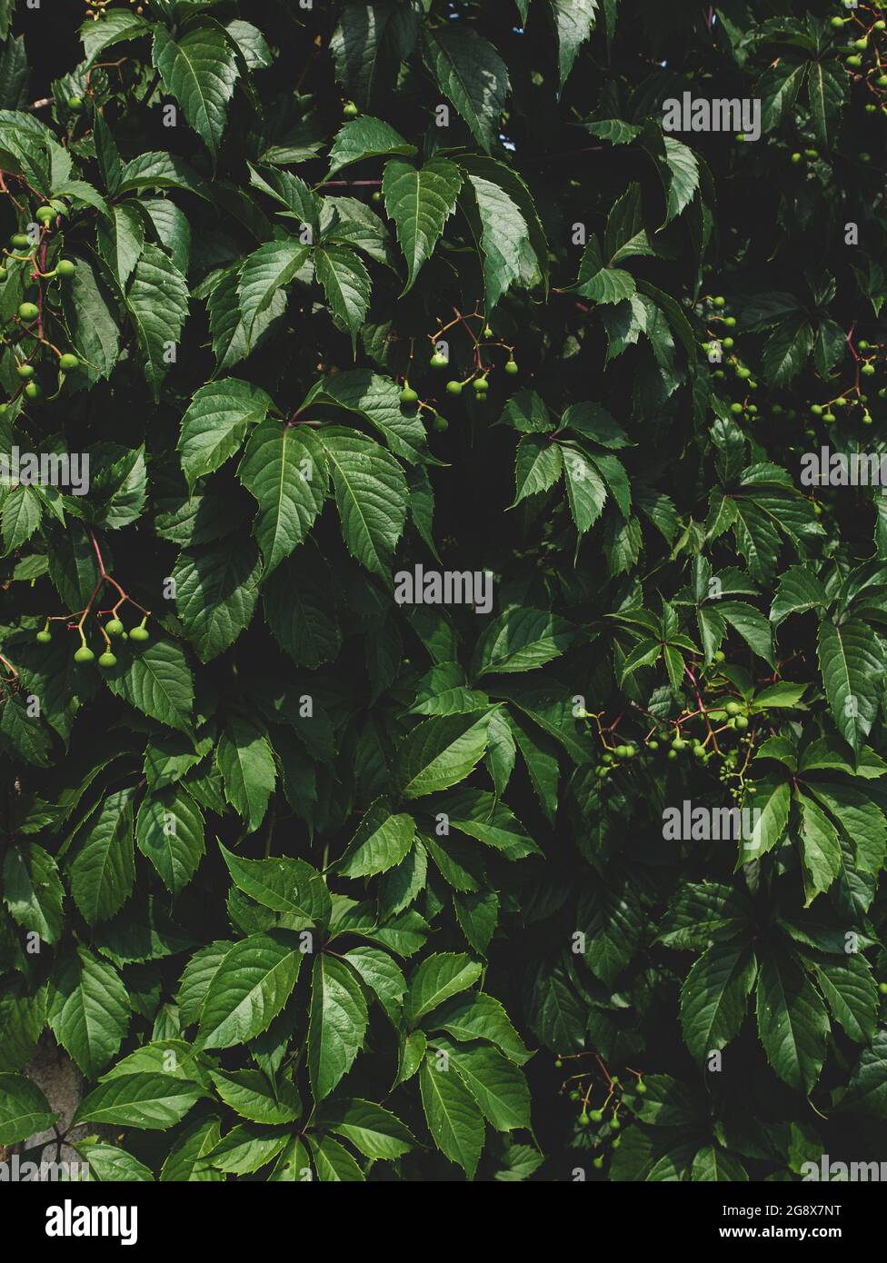 Natural green wild grapes wall background. Creative floral foliage ...