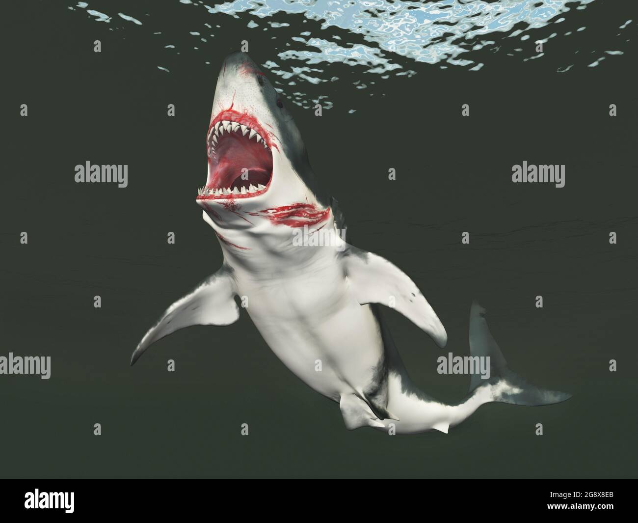 Great white shark swims to surface hi-res stock photography and images ...