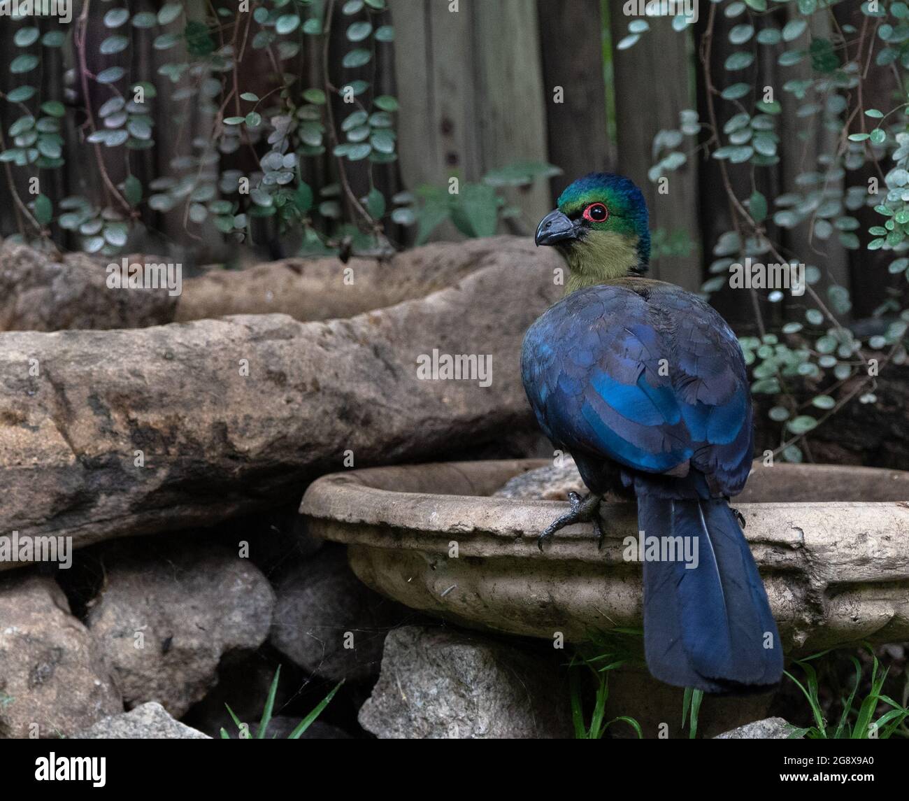 Purple Crested Turaco, Tauraco porphyreolophus, drinking a birdbath ...