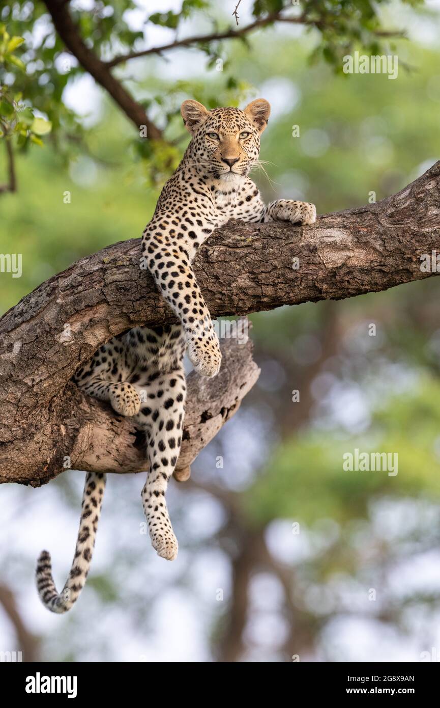 A leopard, Panthera pardus, lies in a tree Stock Photo - Alamy