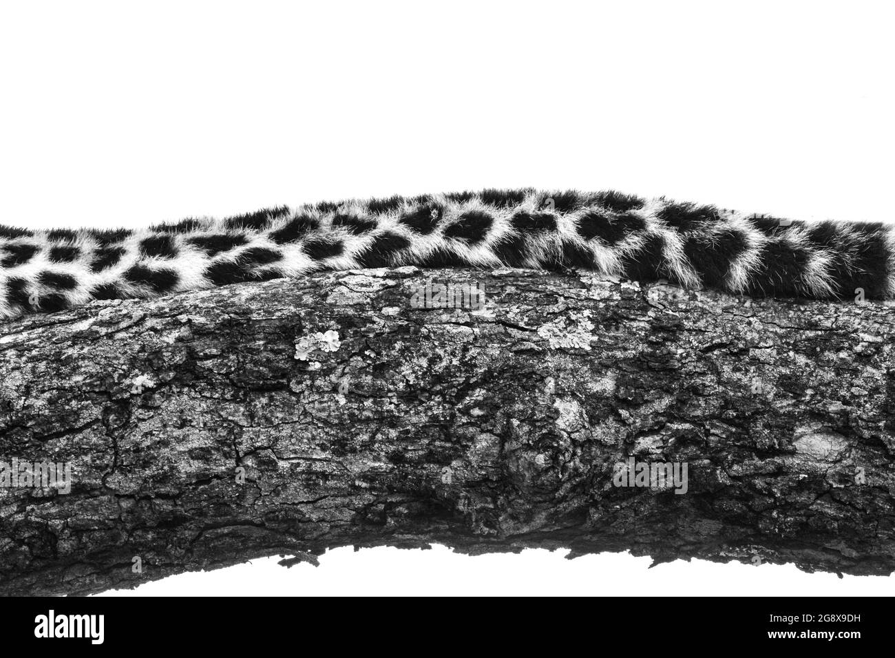 The tail of a leopard, Panthera pardus, lying on a tree branch, in ...