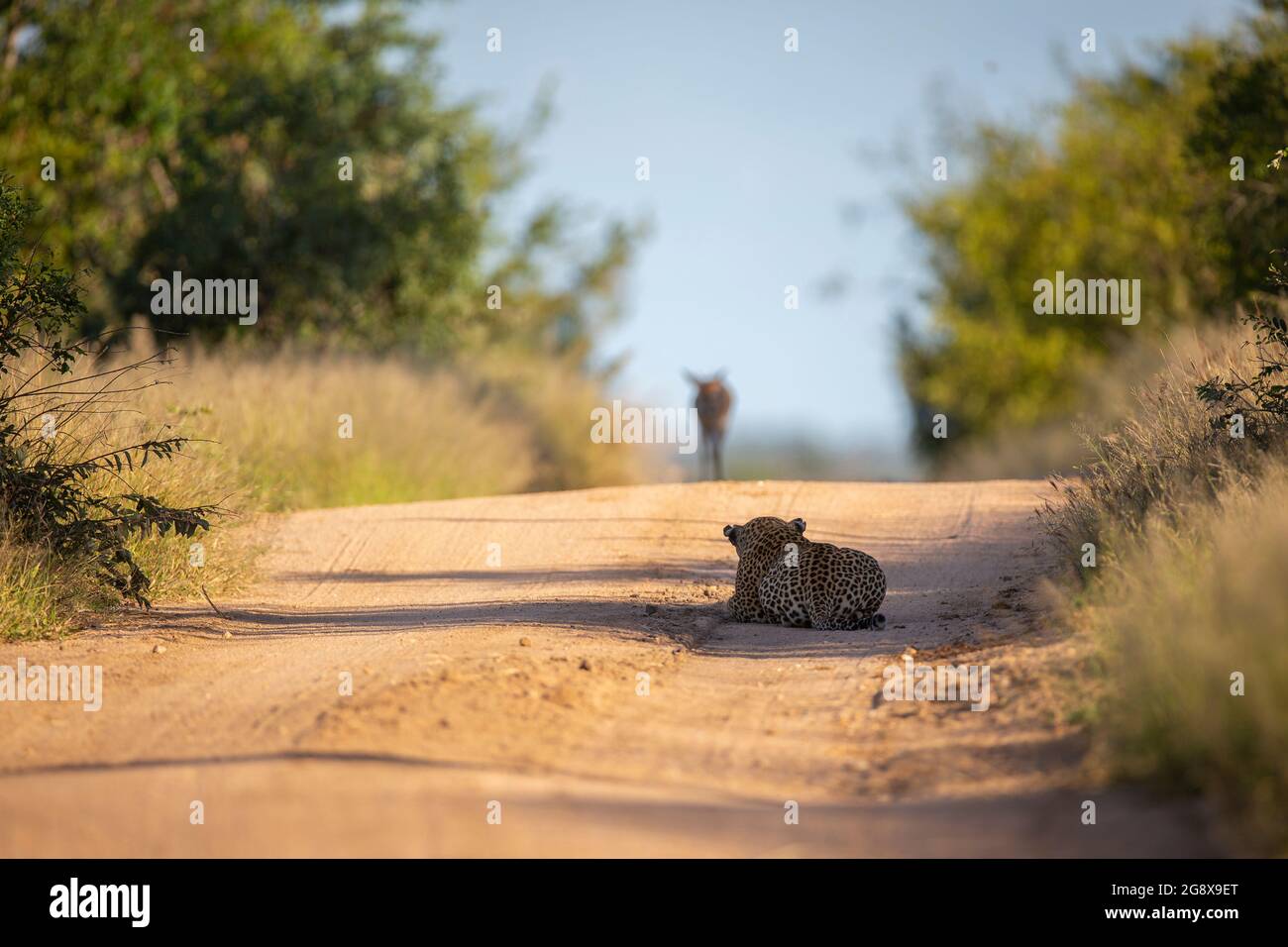 A leopard, Panthera pardus, lies ona dirt road while stalking an ...