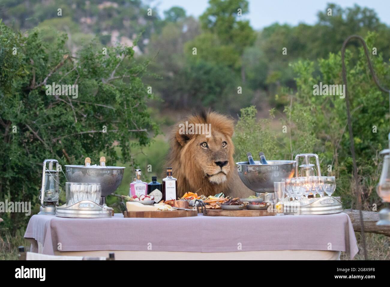 A male lion, Panthera leo, stands behind a table filled with drinks and ...