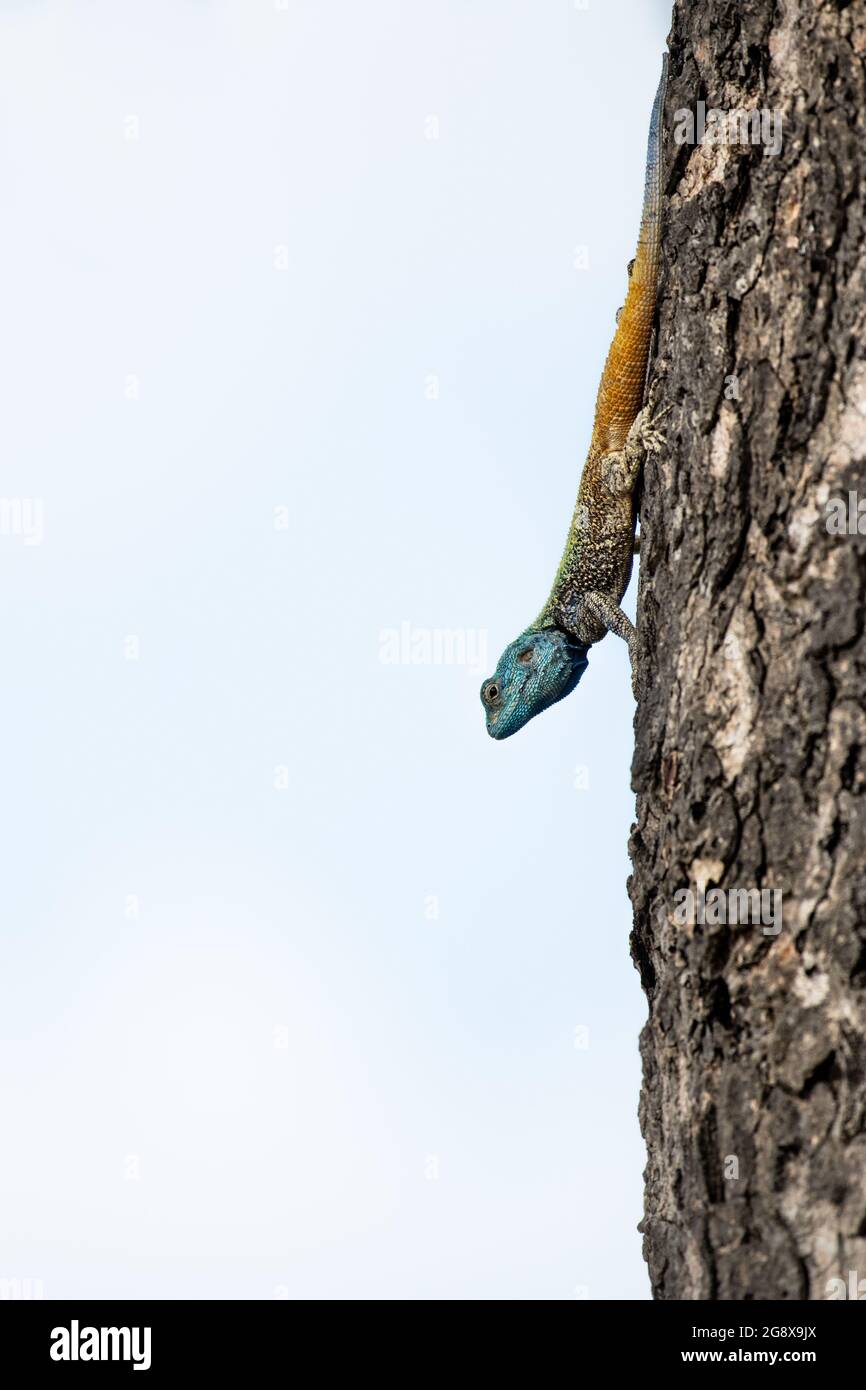 Blue headed tree agama hi-res stock photography and images - Alamy