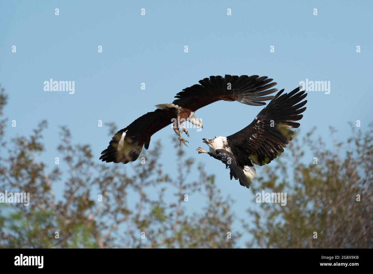 Eagle talons grabbing fish hi-res stock photography and images - Alamy