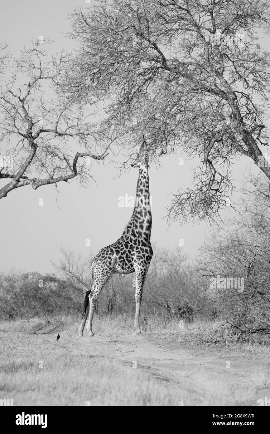 Reaches up Black and White Stock Photos & Images - Alamy