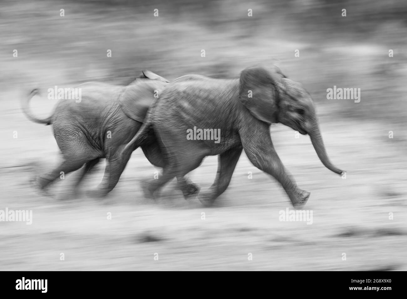 Two elephant calves, Loxodonta africana, run together, motion blur, in ...