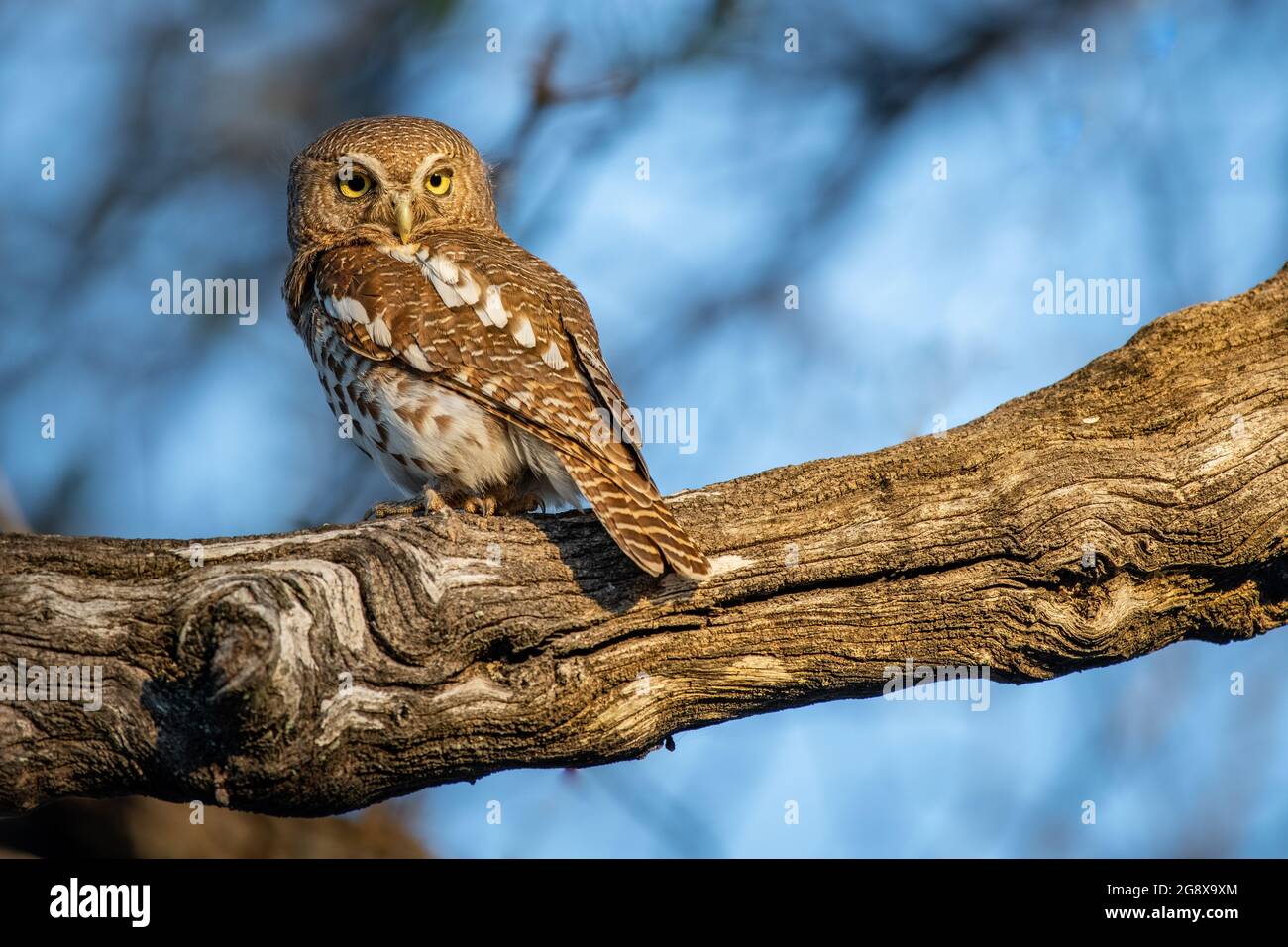 African Barred Owlet, Glaucidium capense, sitting on branch Stock Photo ...