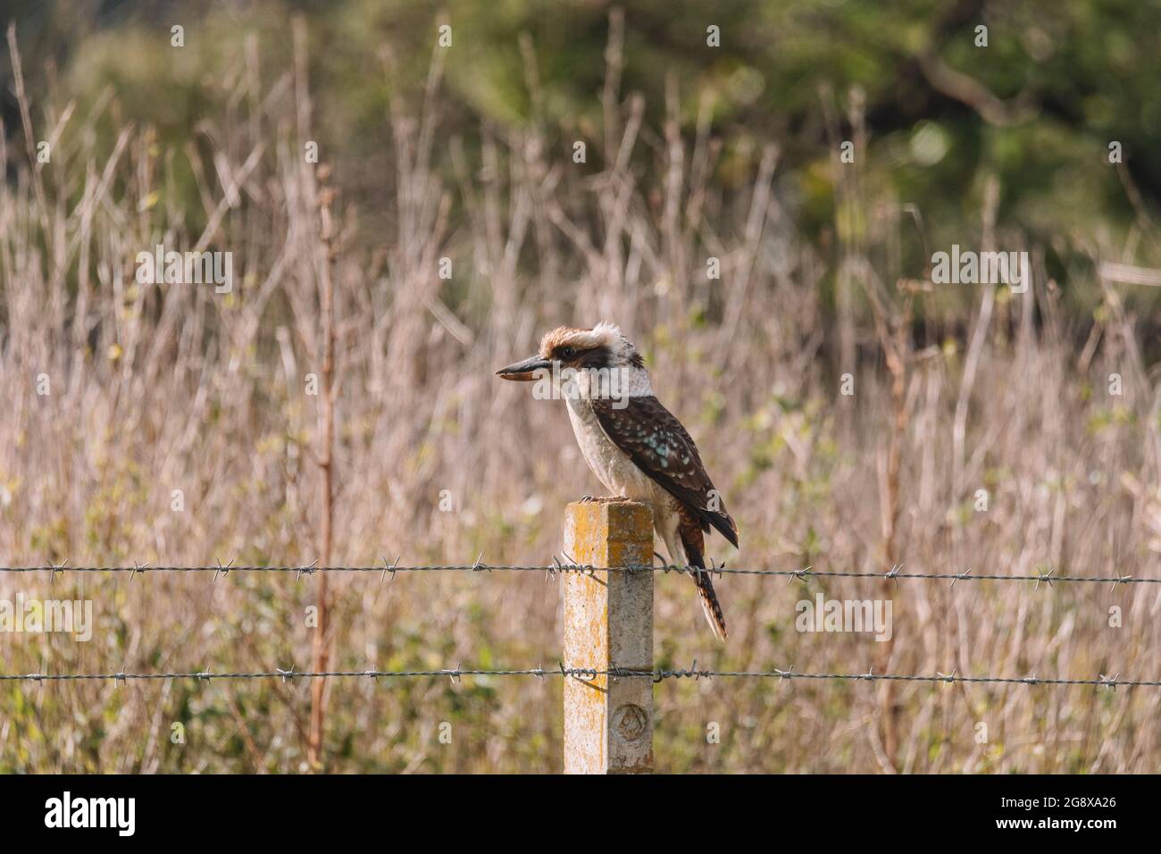 Kookaburra sitting on a fence pole Stock Photo - Alamy
