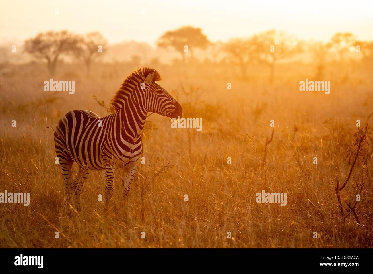 Quagga stands hi-res stock photography and images - Alamy