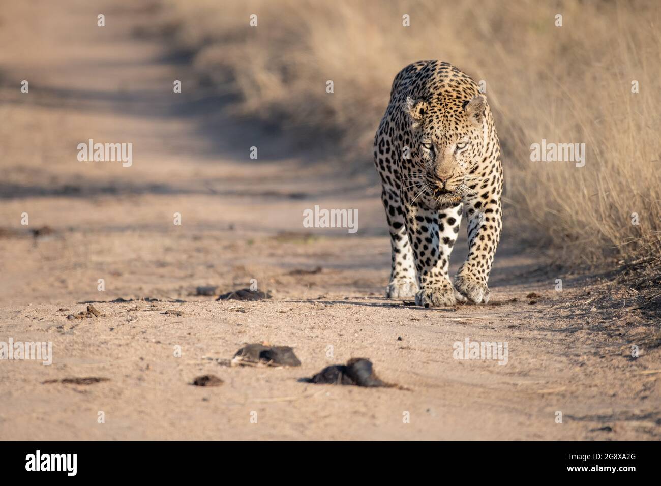 Leopard panthera pardus walking in sand hi-res stock photography and ...