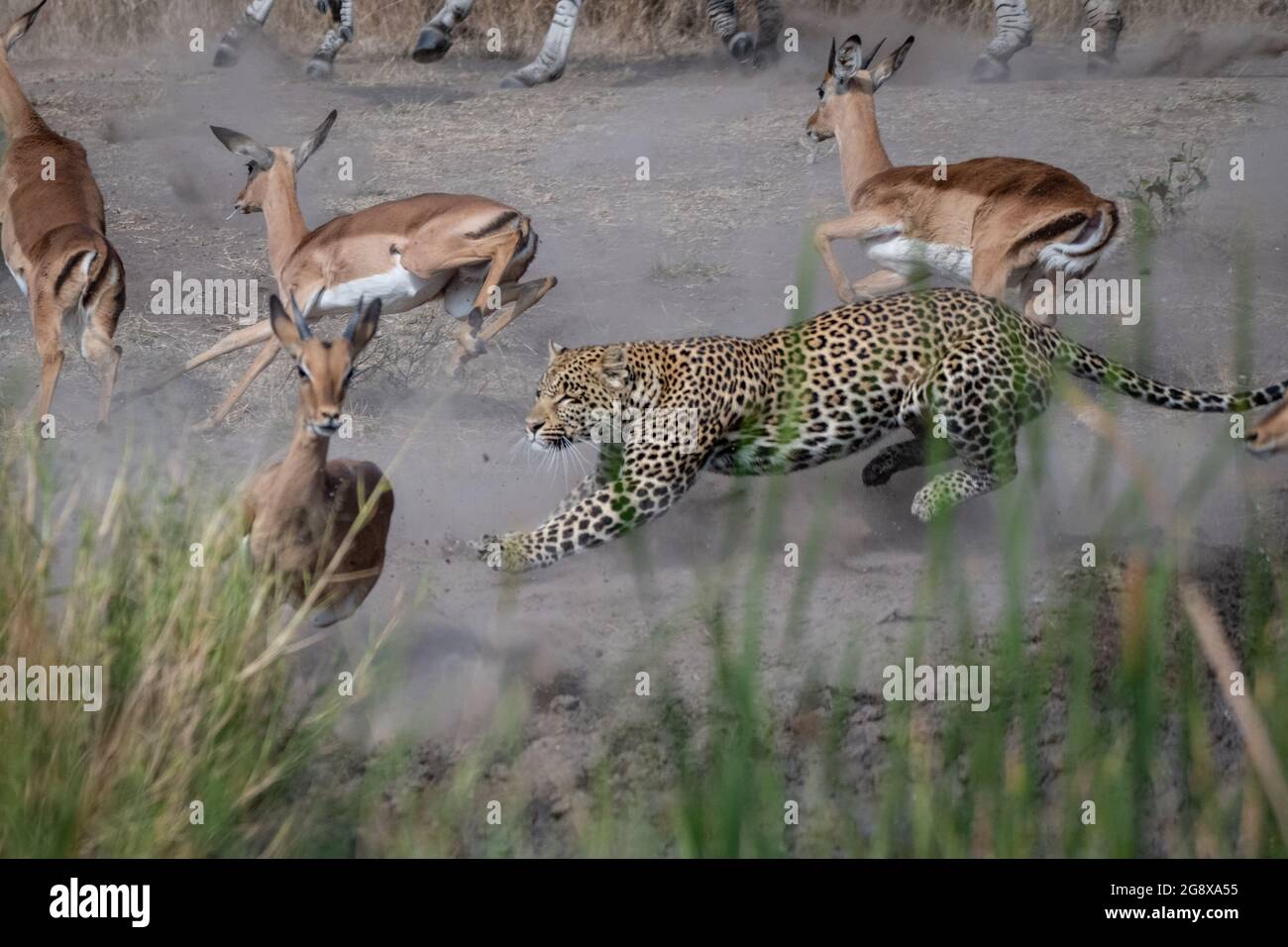 A leopard, Panthera pardus, chases an impala, Aepyceros melampus Stock ...