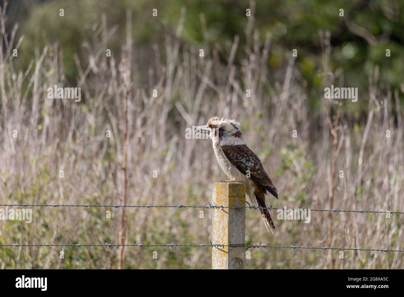 Kookaburra on a fence hi-res stock photography and images - Alamy