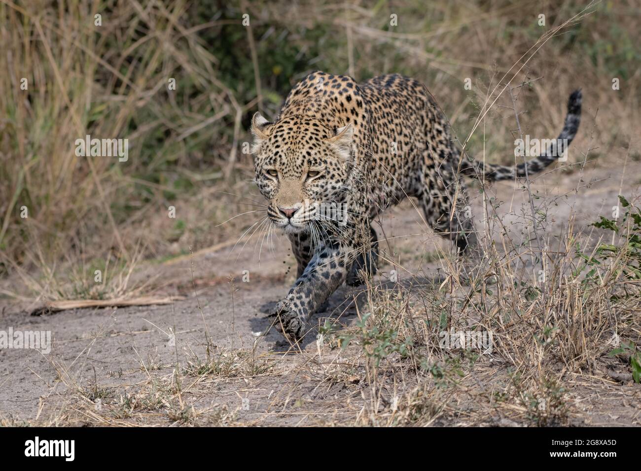 A leopard, Panthera pardus, stalks with muddy legs Stock Photo - Alamy