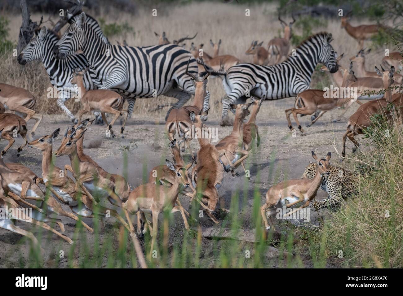 Leopard stalking impala hi-res stock photography and images - Alamy