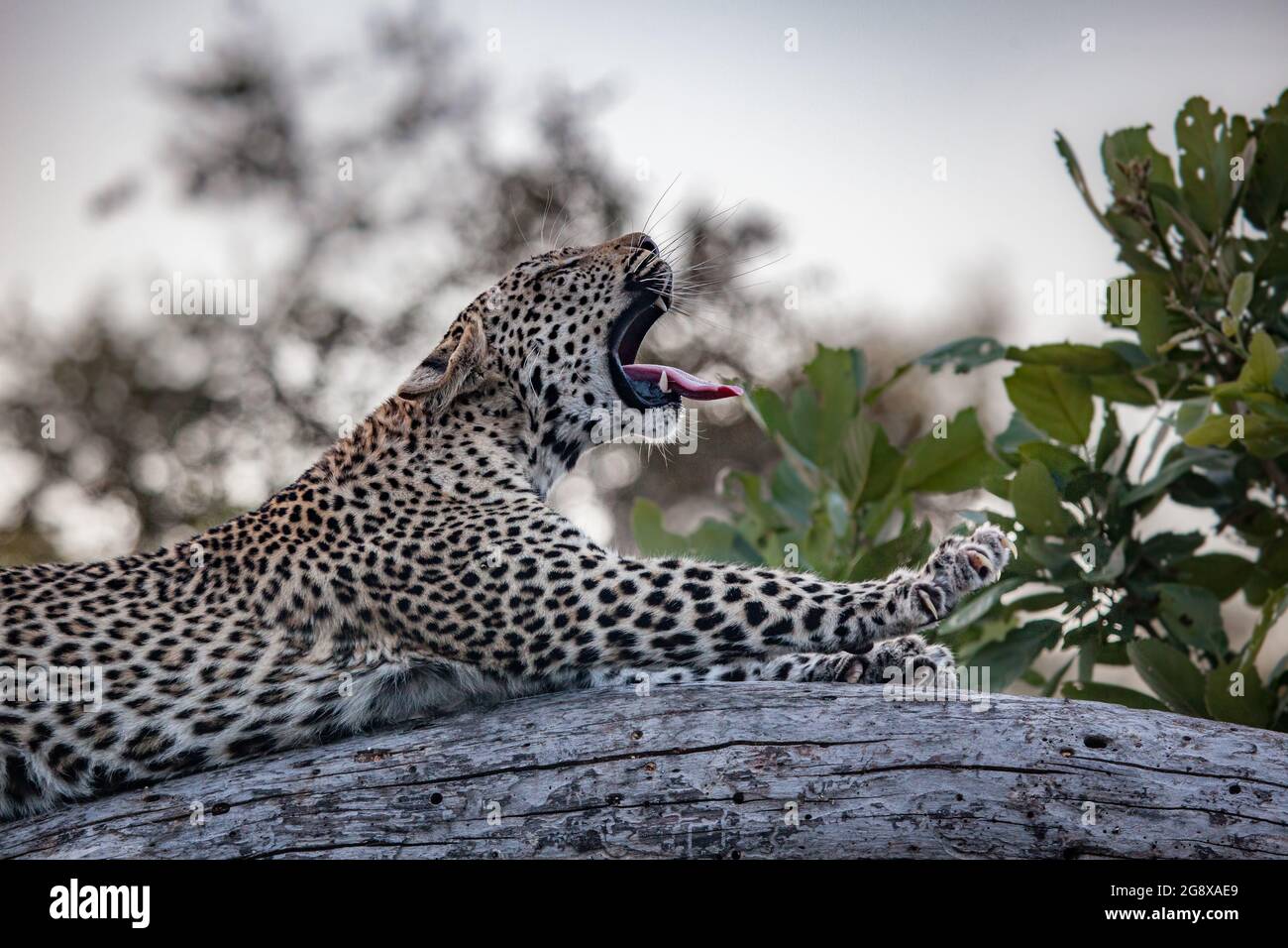 A leopard, Panthera pardus, lies on a log and yawns, stretching paws ...
