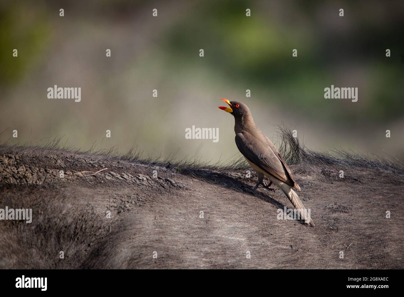 Yellow Billed Oxpecker, Buphagus africanus, sits on the back of a ...