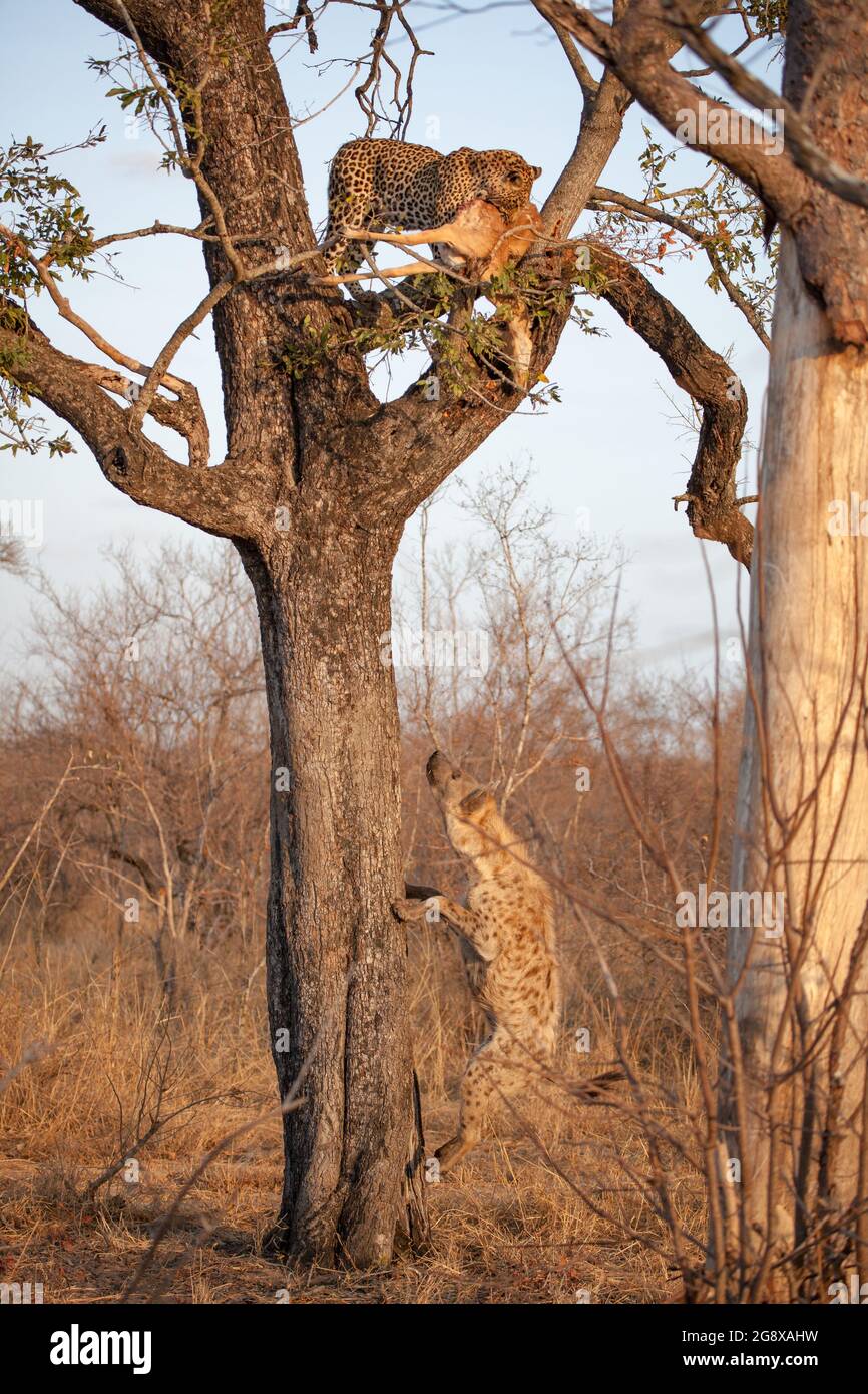 A leopard, Panthera pardus, stands in a tree with a kill as a spotted ...