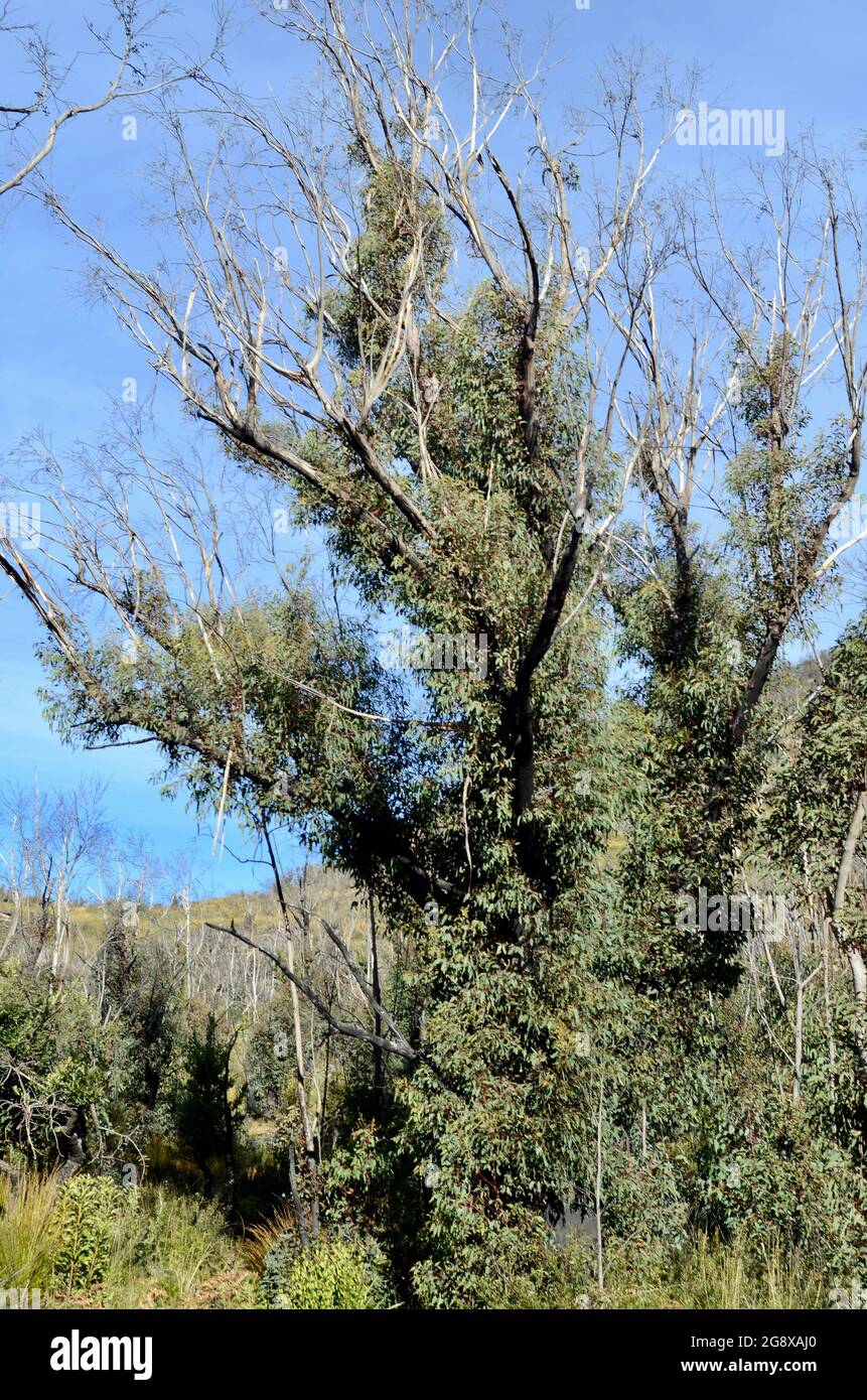 Mount Banks Summit Walk Stock Photo - Alamy