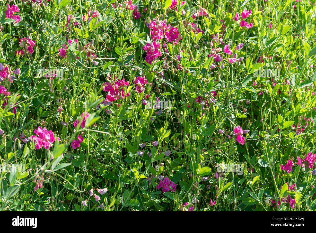 Lathyrus tuberosus, earth nut pea Stock Photo - Alamy